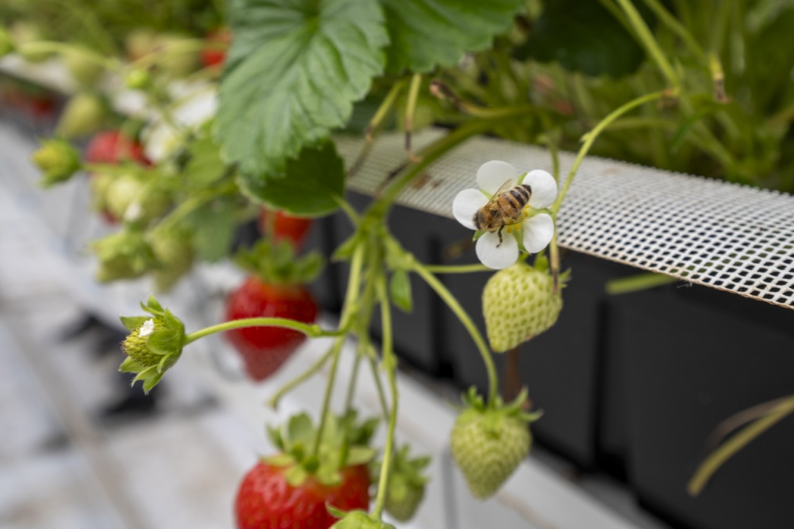 Team Research Soft Fruit - Careers at Delphy