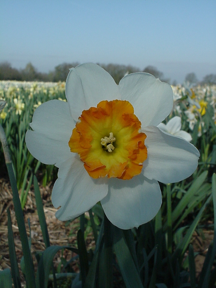 Team Bloembollen - Werken bij Delphy